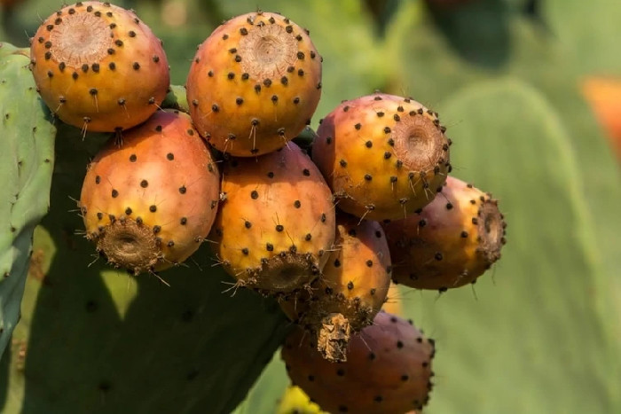 Lokaal Maltees Fruit: Proef Deze Heerlijke en Unieke Vruchten!