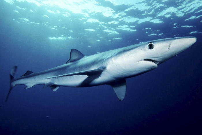Haaien in Malta: Ontdek de fascinerende haaiensoorten rond het eiland
